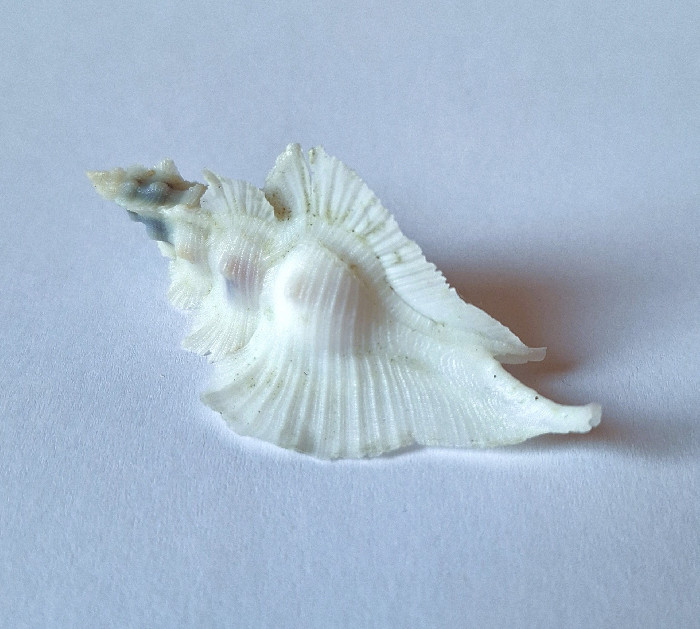 Pterynotus alatus - VERY NICE :: SHELLS FOR YOU.CZ